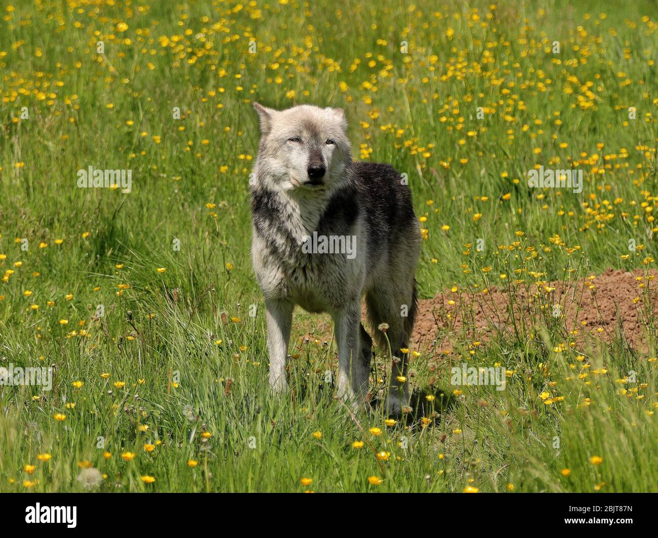 Wolf in grass field hi-res stock photography and images - Alamy