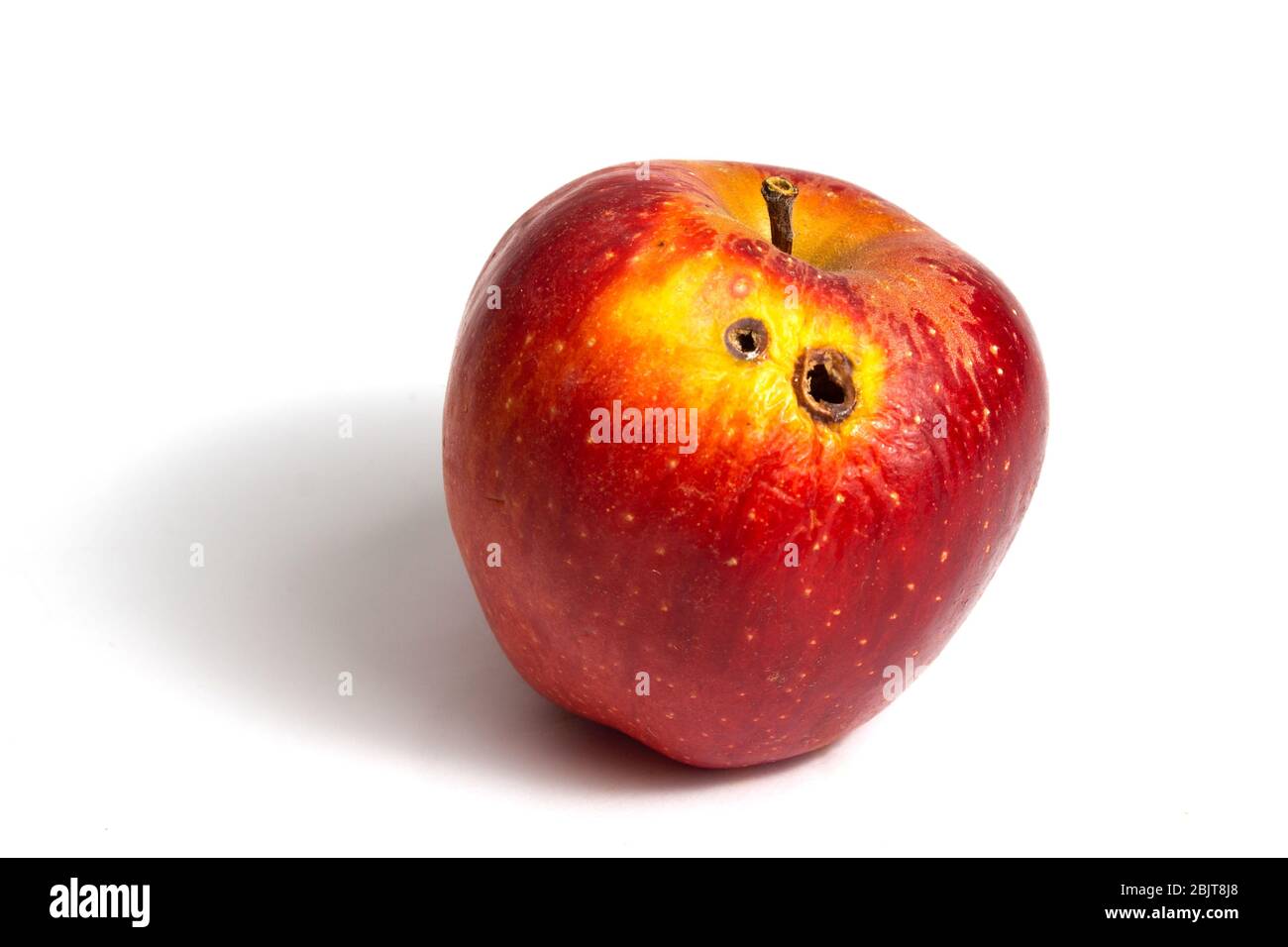 Red worm apple with two rot holes on a white background Stock Photo - Alamy