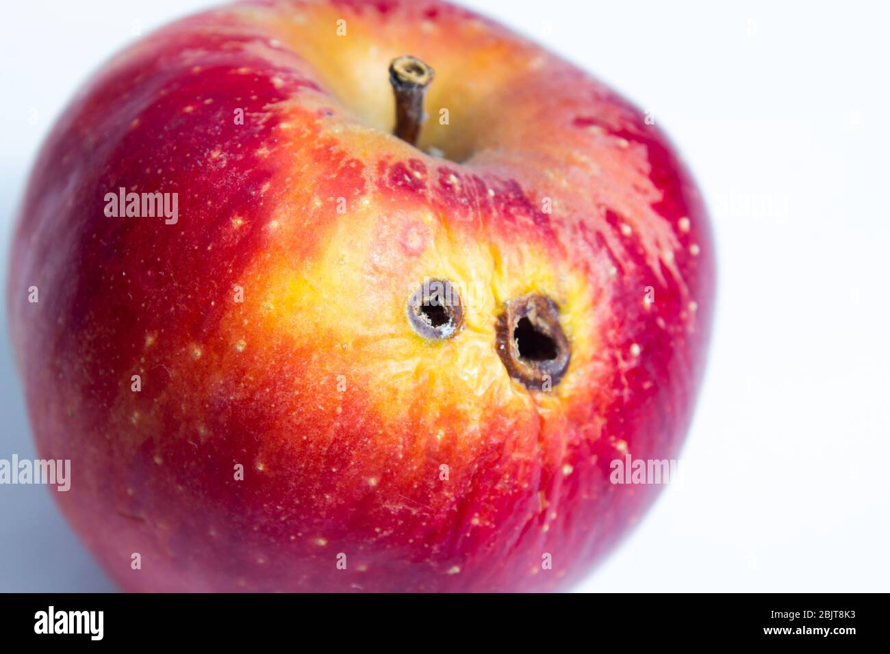 Red worm apple with two rot holes on a white background Stock Photo - Alamy