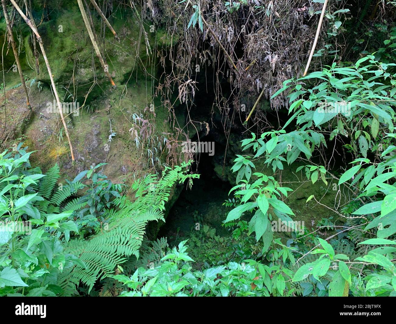 A green plant in a forest in Sumatra Island Stock Photo - Alamy