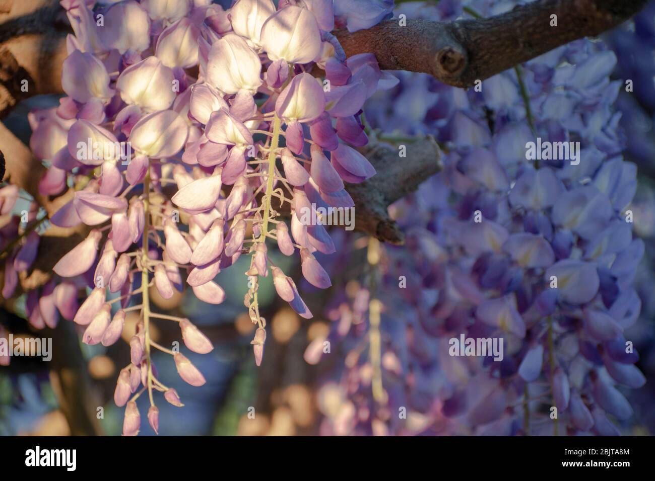 Purple wisteria close up hi-res stock photography and images - Alamy