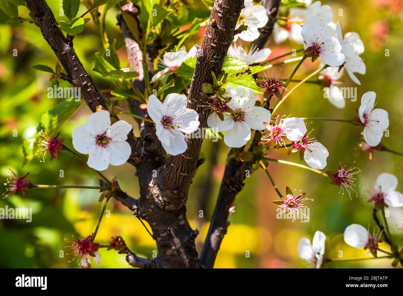Prunus Cerasus Tree High Resolution Stock Photography and Images - Alamy