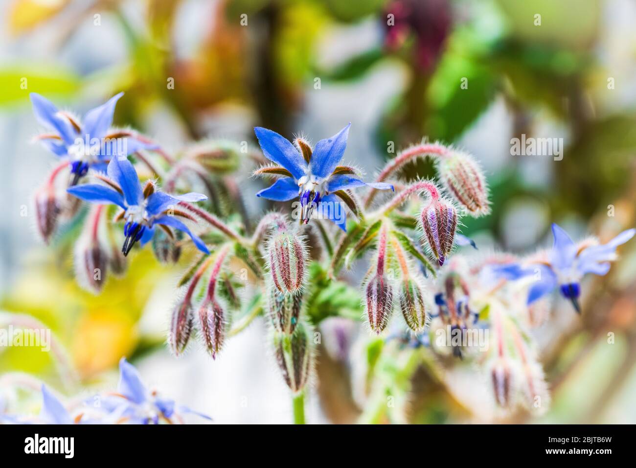 Borage flowers. Blue like the clear sky Stock Photo - Alamy