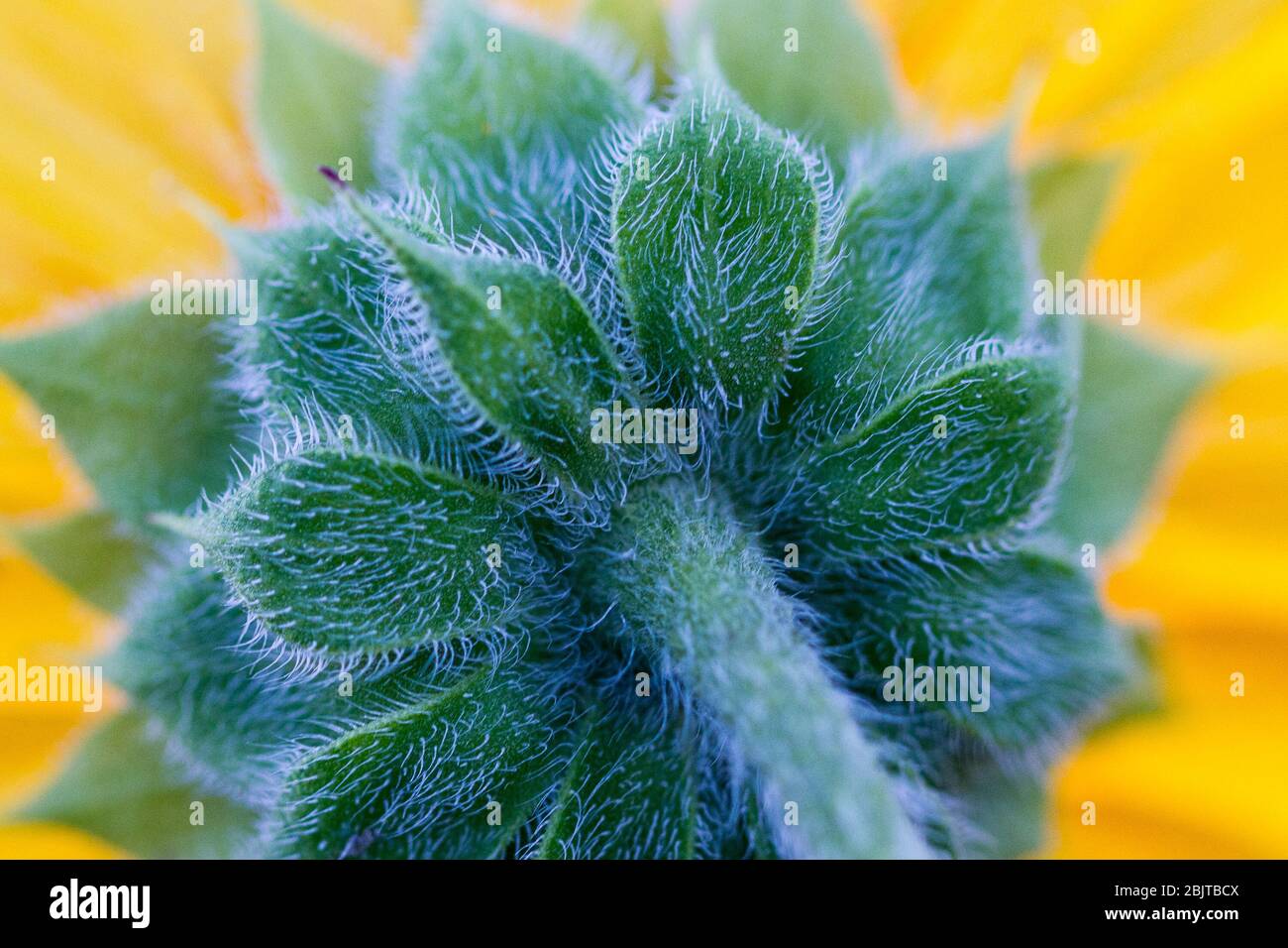 A close-up detail of the green underside of a sunflower Stock Photo - Alamy