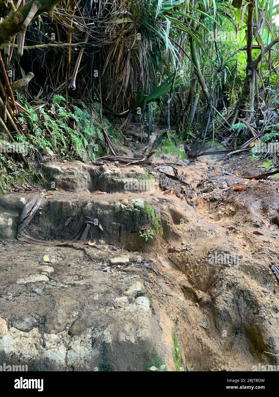 Rock tree forest hi-res stock photography and images - Alamy
