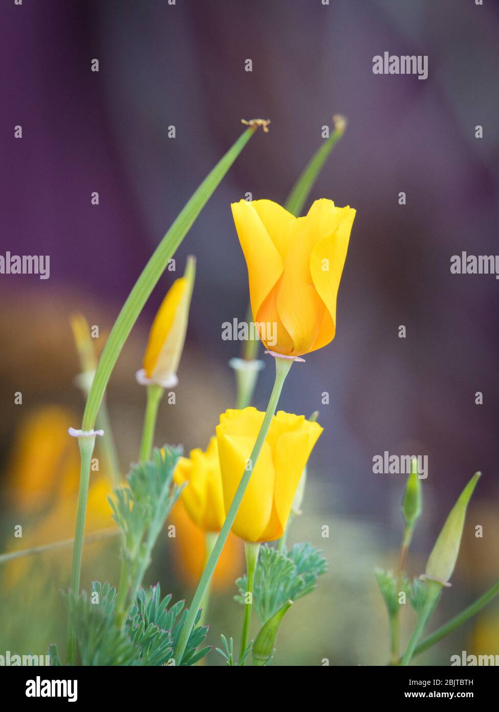 Poppies closing up for the night Stock Photo - Alamy