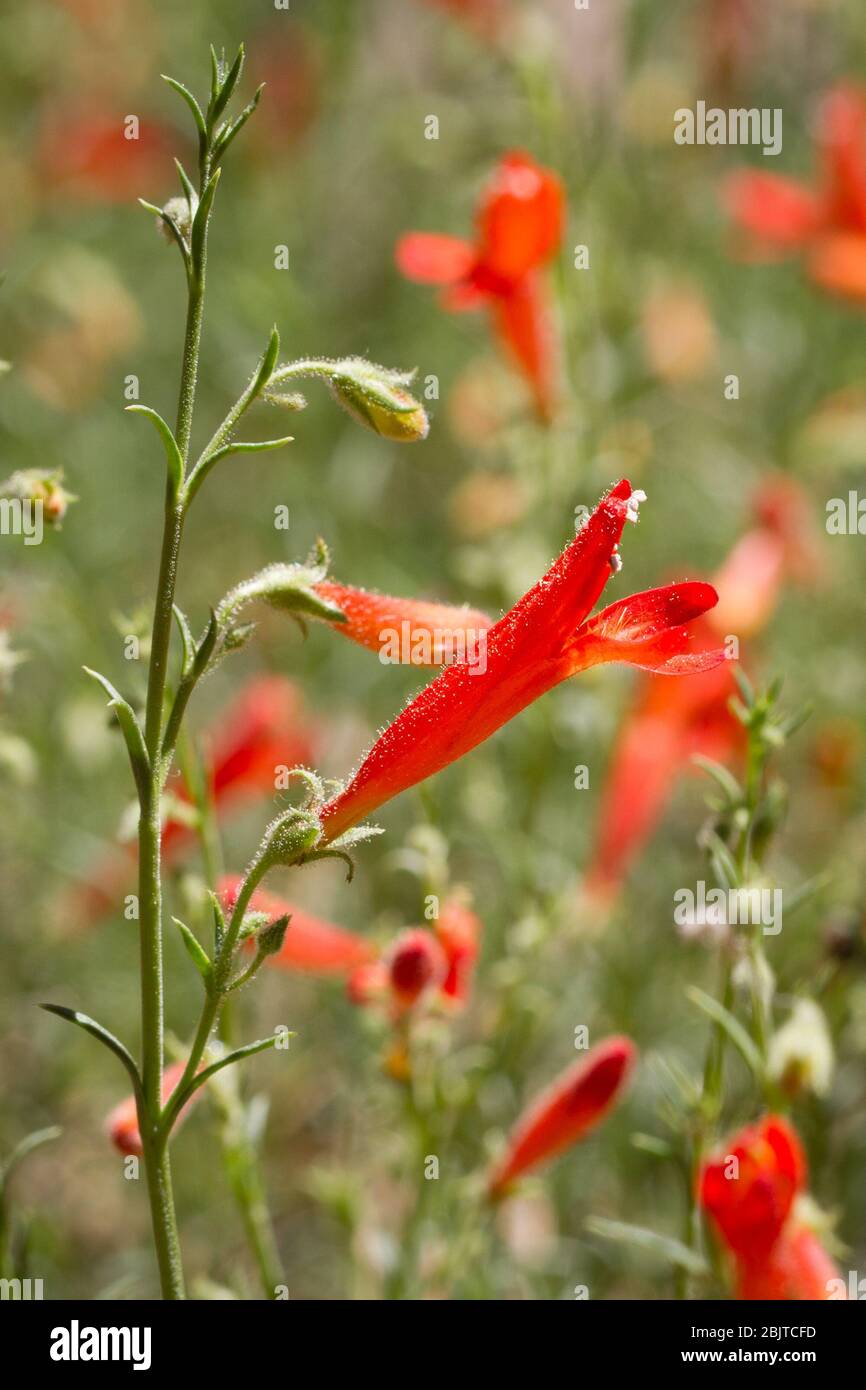 Penstemon red flowers plants hi-res stock photography and images - Alamy