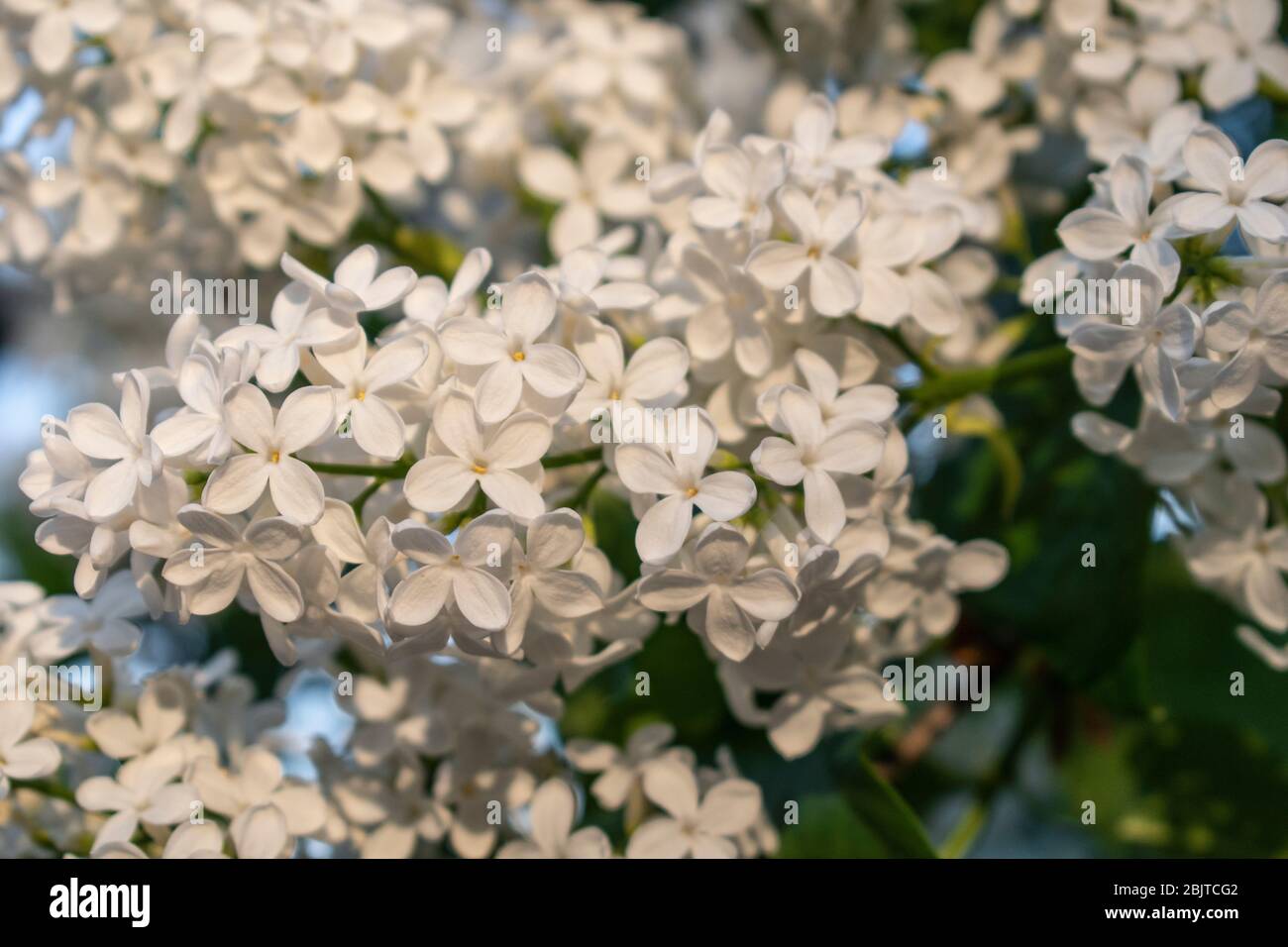 White lilac flower, Syringa vulgaris Alba Stock Photo - Alamy