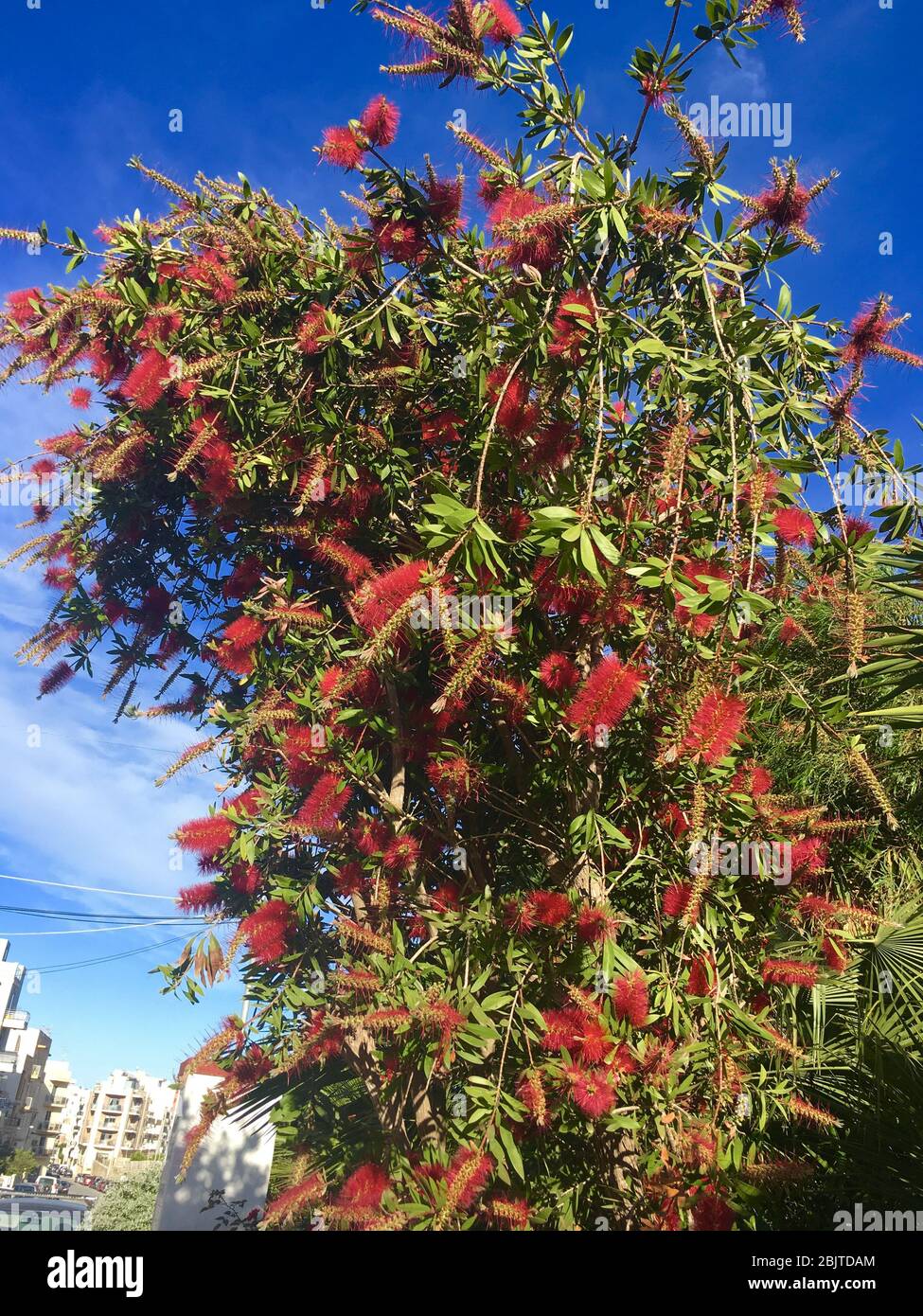 Spring flowers in malta hi-res stock photography and images - Alamy