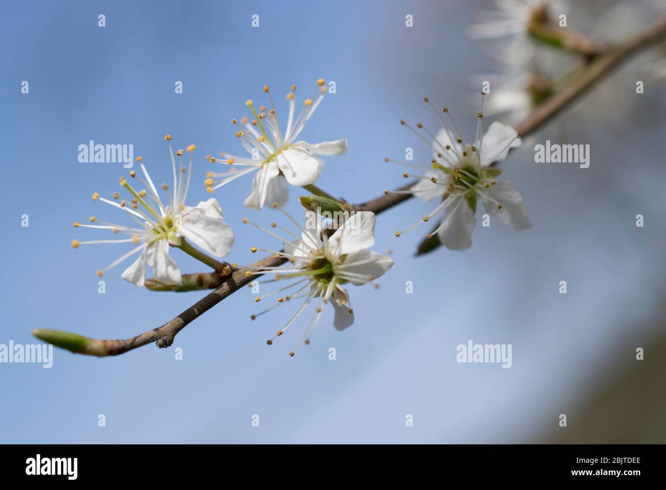 Cherry blossom uk countryside hi-res stock photography and images - Alamy