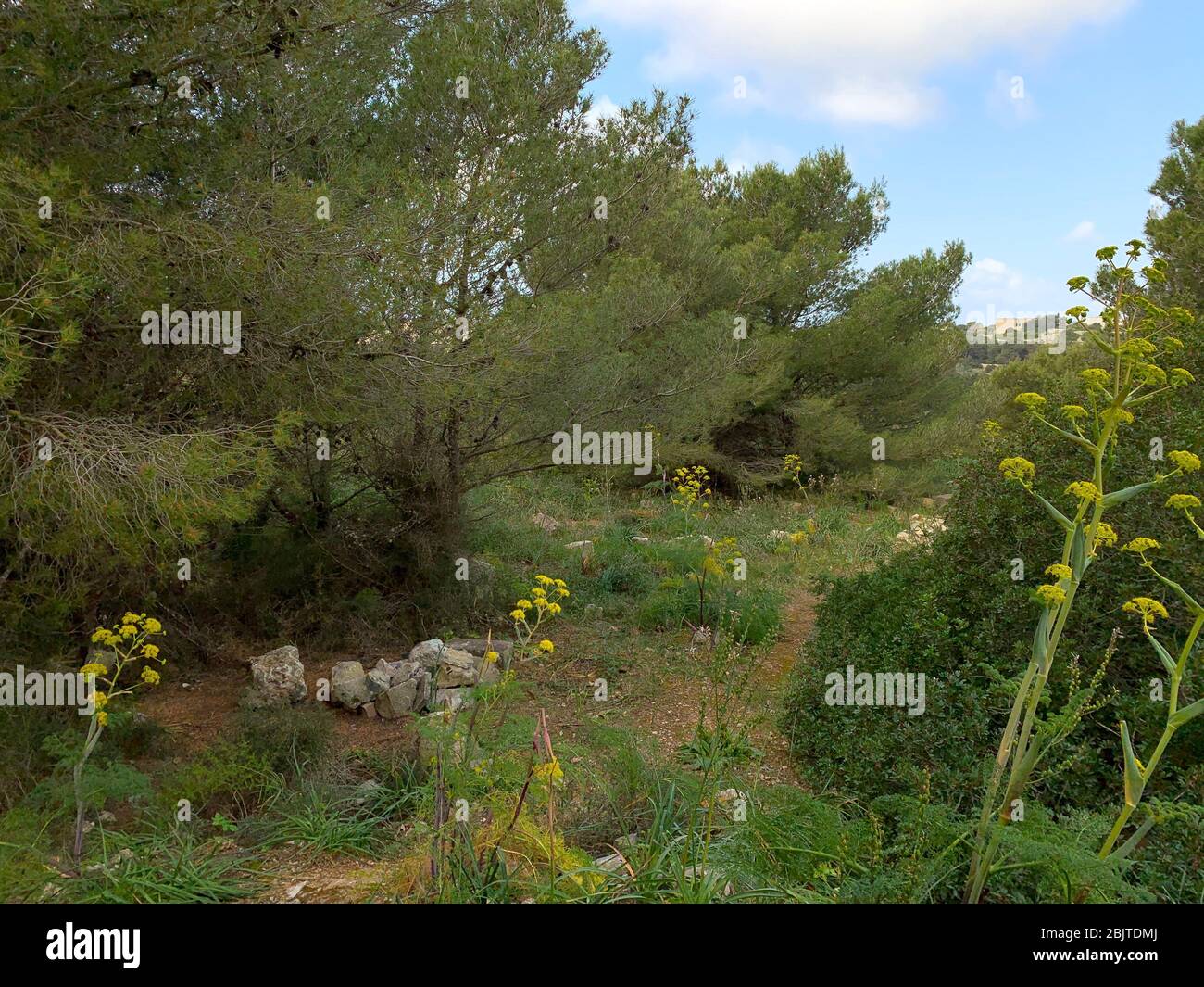 Yellow Flowers in Manikata Woodlands in Malta Stock Photo - Alamy