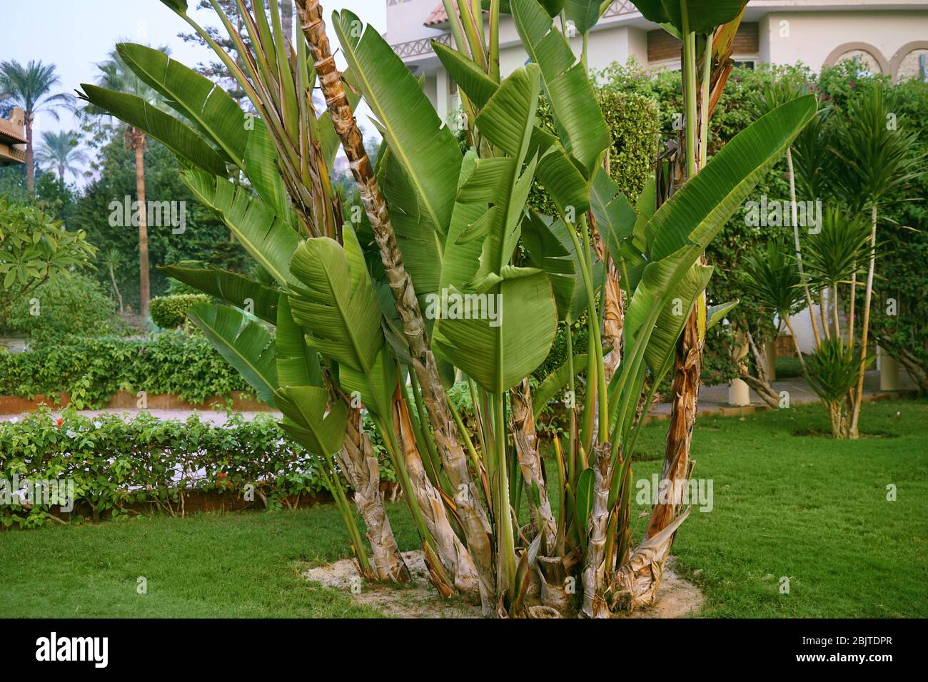 Banana palms hi-res stock photography and images - Alamy