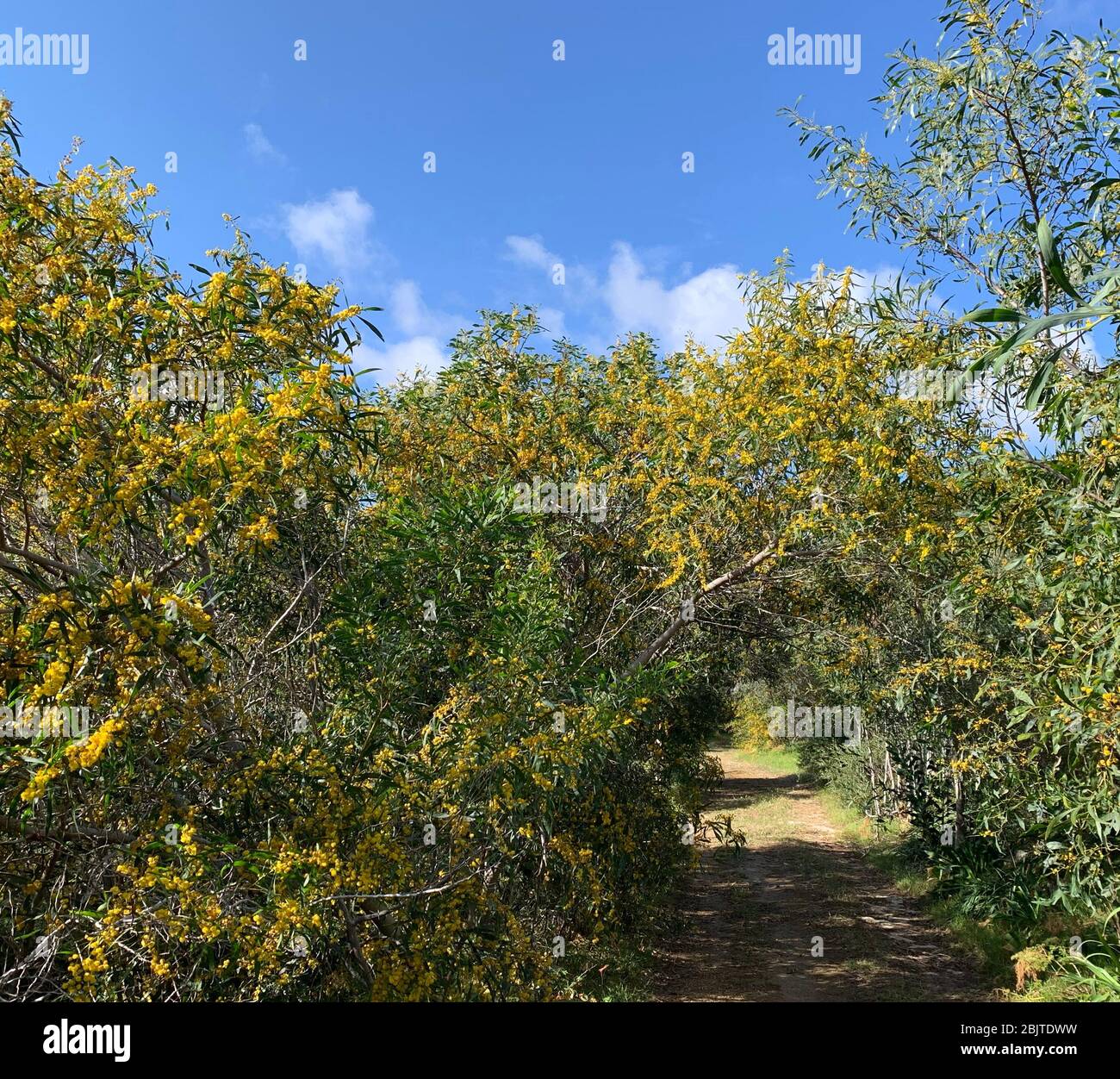 Yellow Flowers in Manikata Woodlands in Malta Stock Photo - Alamy