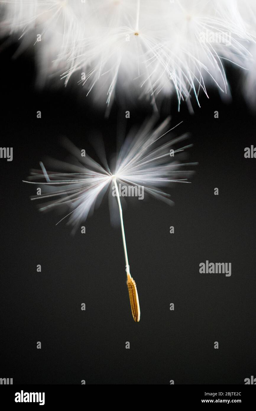 Dandelion clock illustration hi-res stock photography and images - Alamy