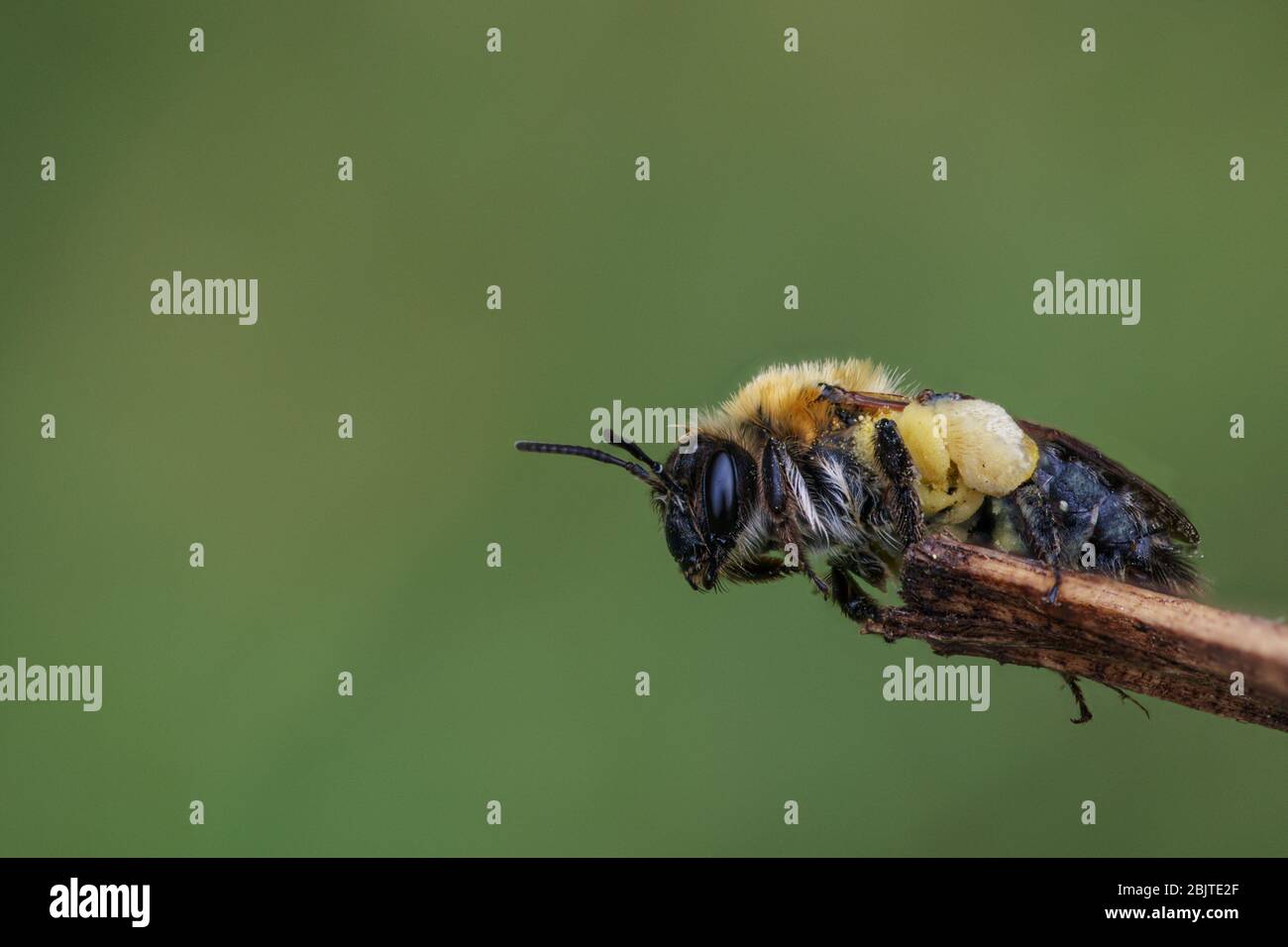 Bee got caught out in a rain downpour and drying out on a tree branch ...