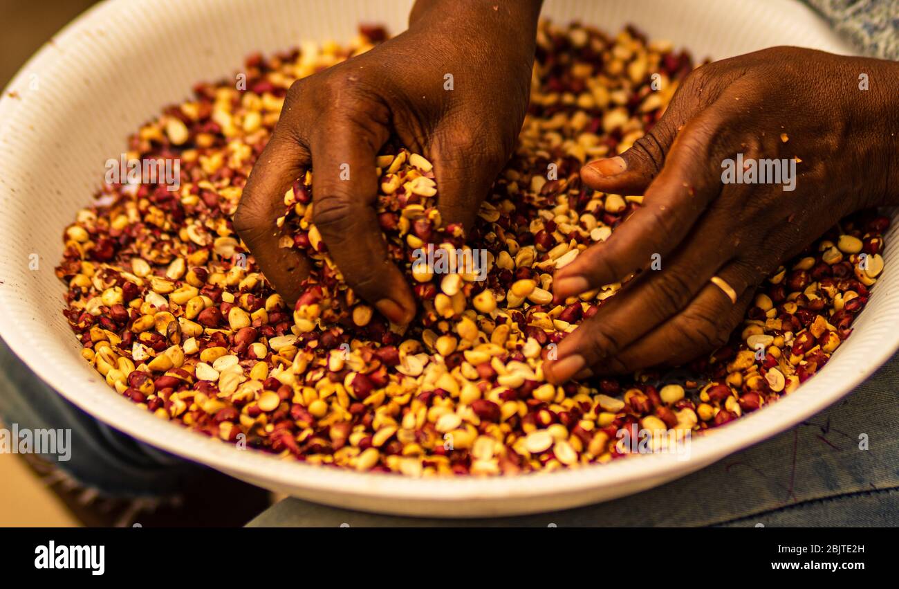 Ginguba (Amendoim) Torrada usada para fabricar manteiga de Amendoim ...
