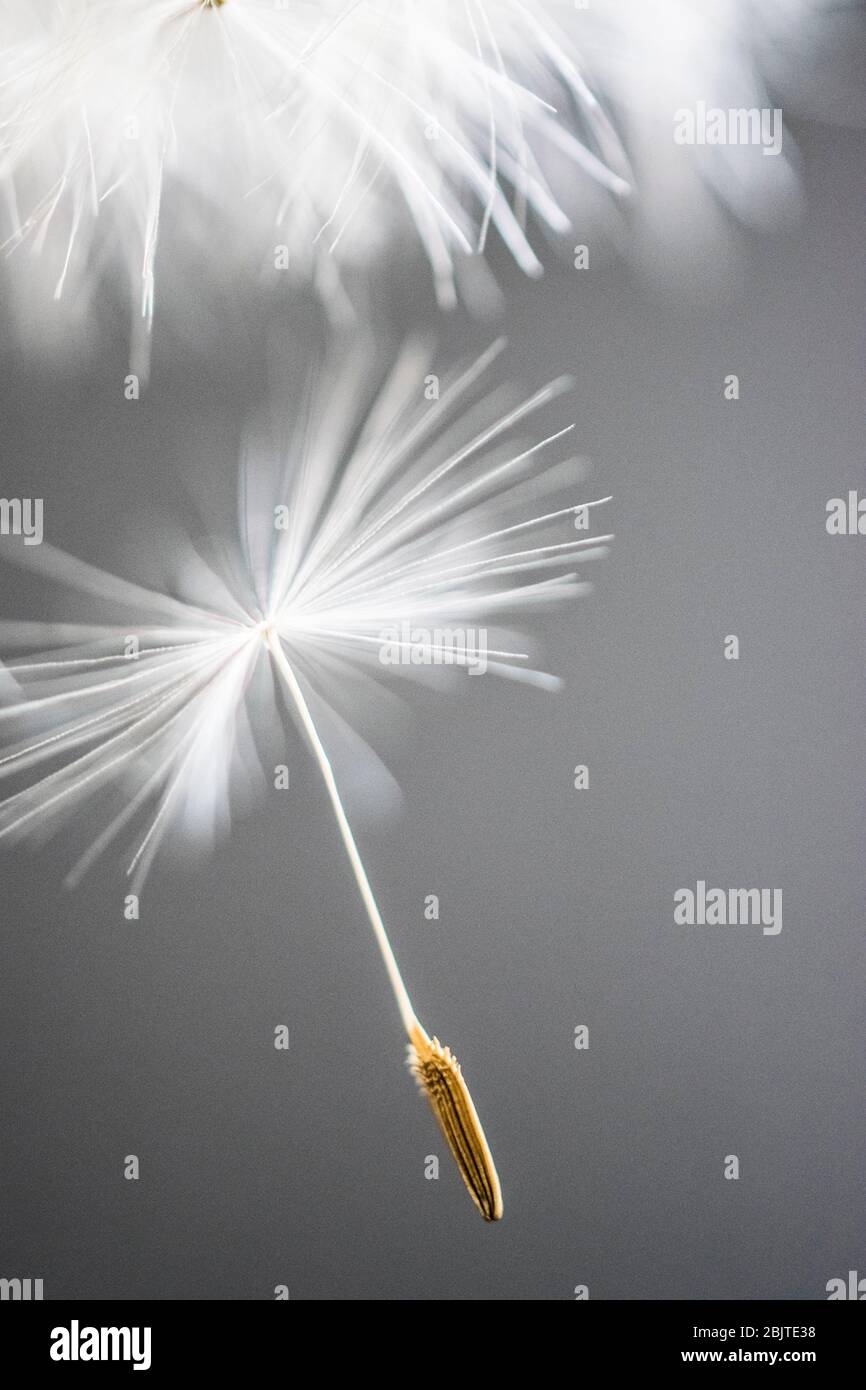 Dandelion clock illustration hi-res stock photography and images - Alamy