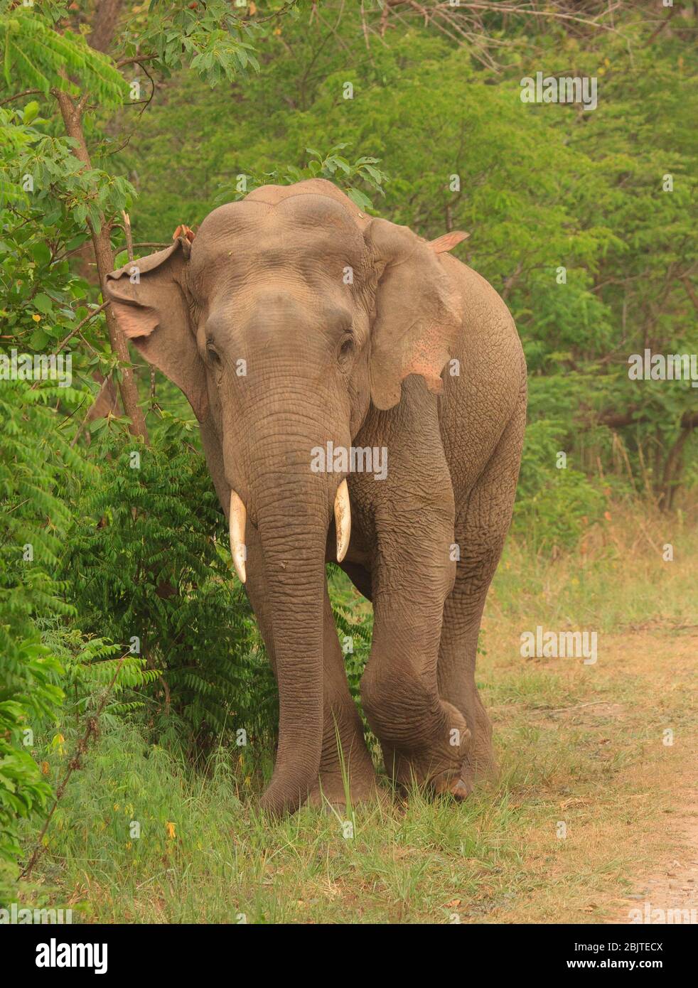 Indian Elephant walking along the edge of the mud road - photographed ...