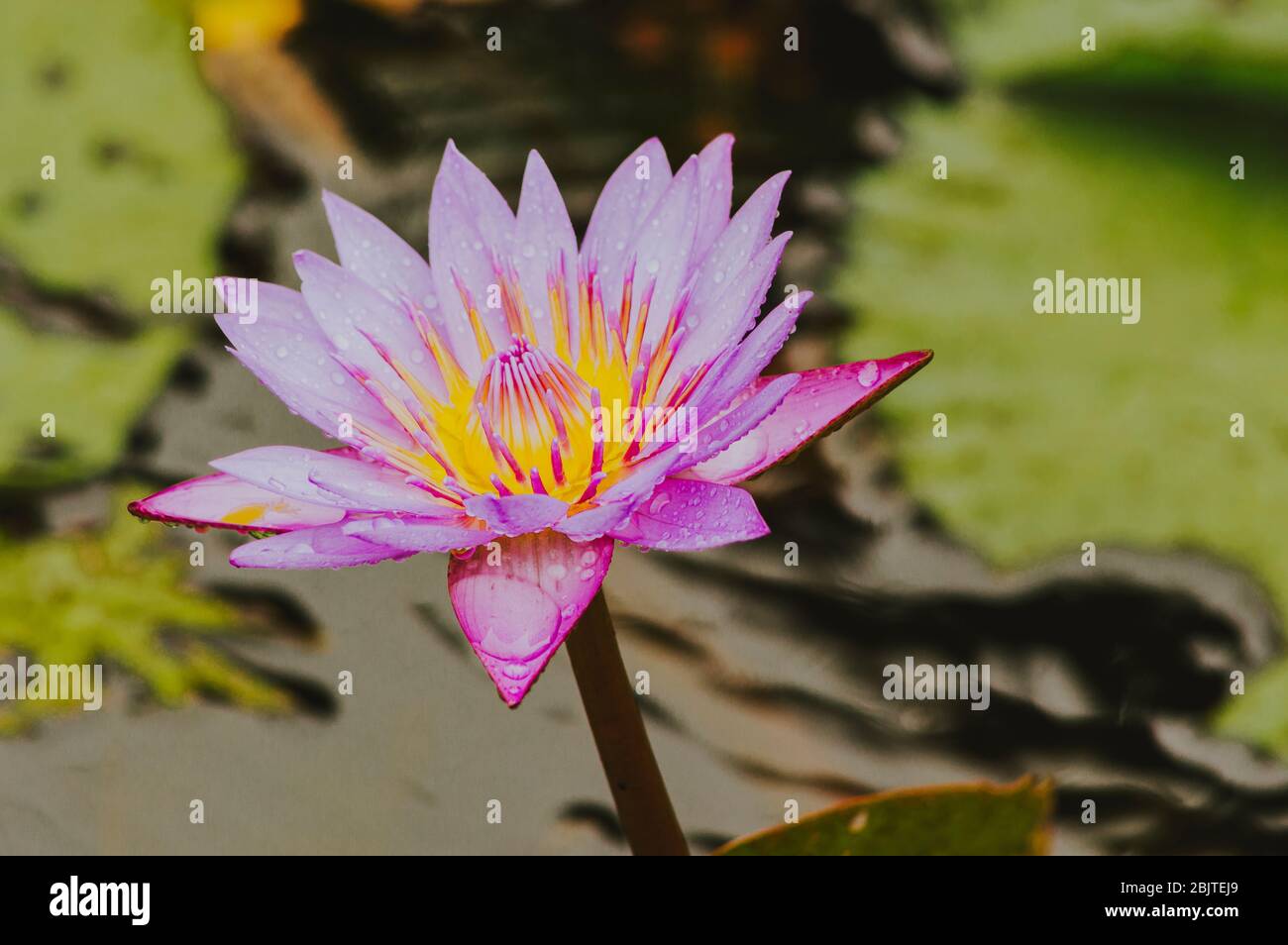 Lotus blooming in nature Stock Photo - Alamy