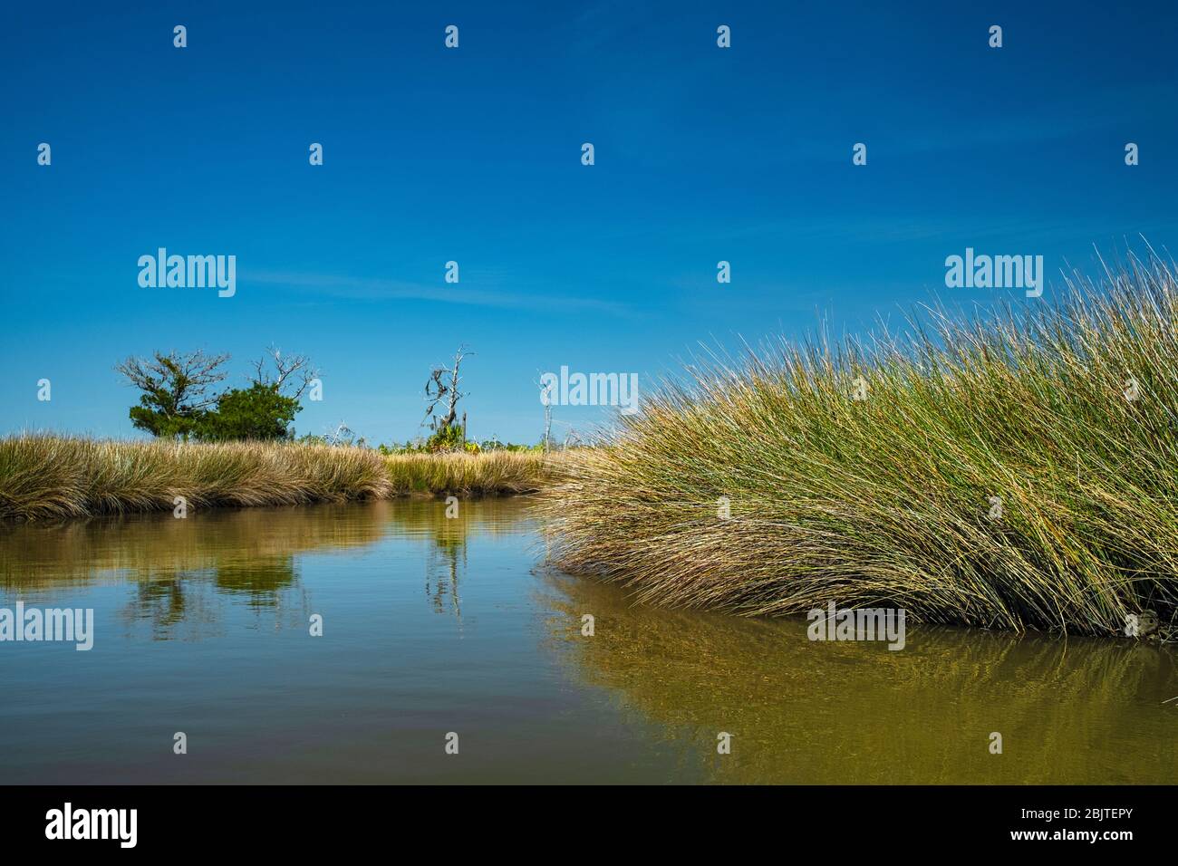 Florida Salt Marsh. Gulf Coast near Yankeetown, Florida. scenic coastal ...