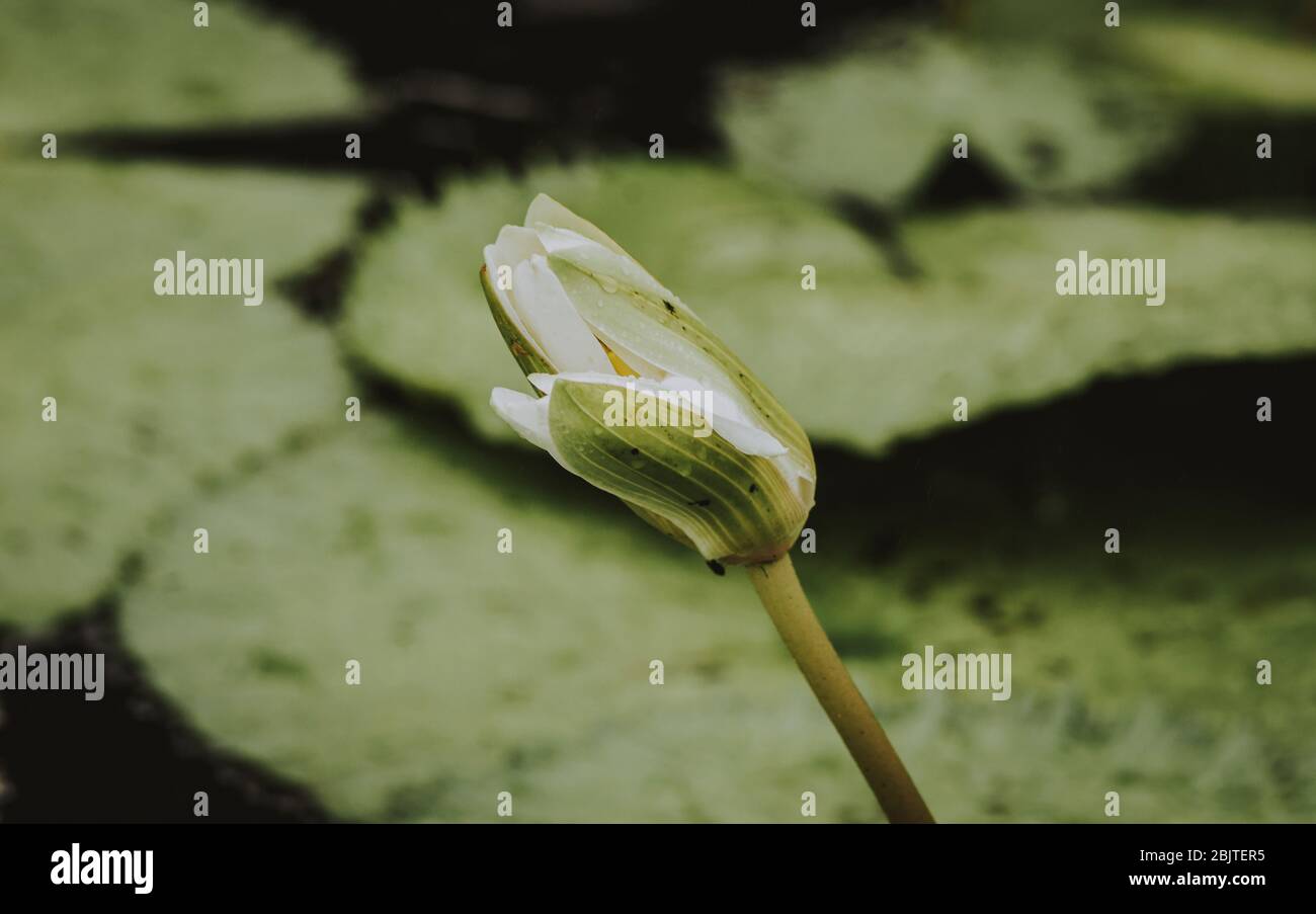 Lotus blooming in nature Stock Photo - Alamy