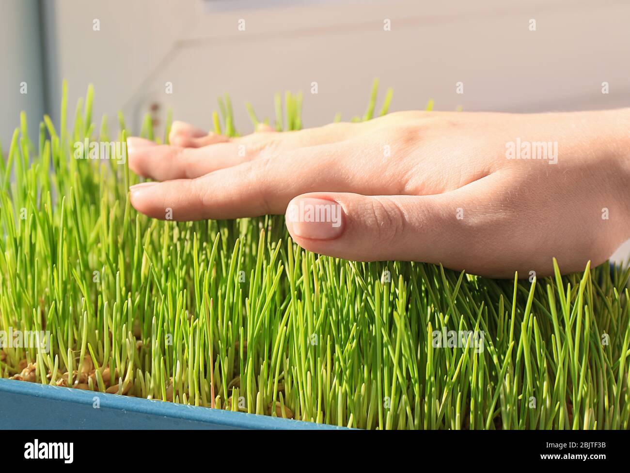 Grass Seedlings High Resolution Stock Photography and Images - Alamy