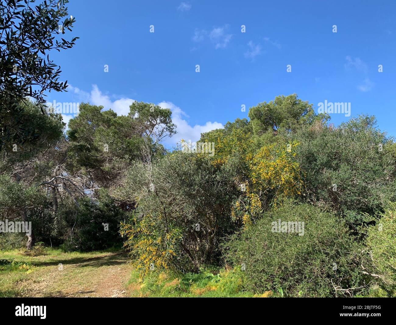 Yellow Flowers in Manikata Woodlands in Malta Stock Photo - Alamy