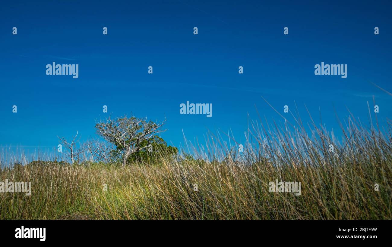 Florida Salt Marsh. Gulf Coast near Yankeetown, Florida. scenic coastal ...