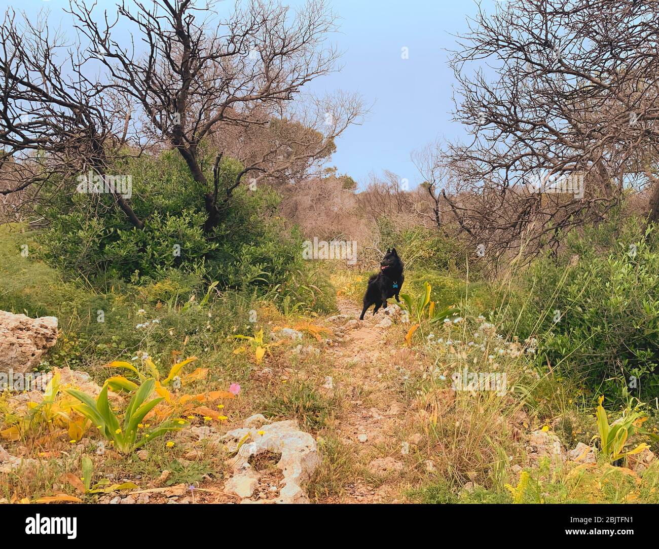 Black Dog in Manikata Woodlands in Malta Stock Photo - Alamy