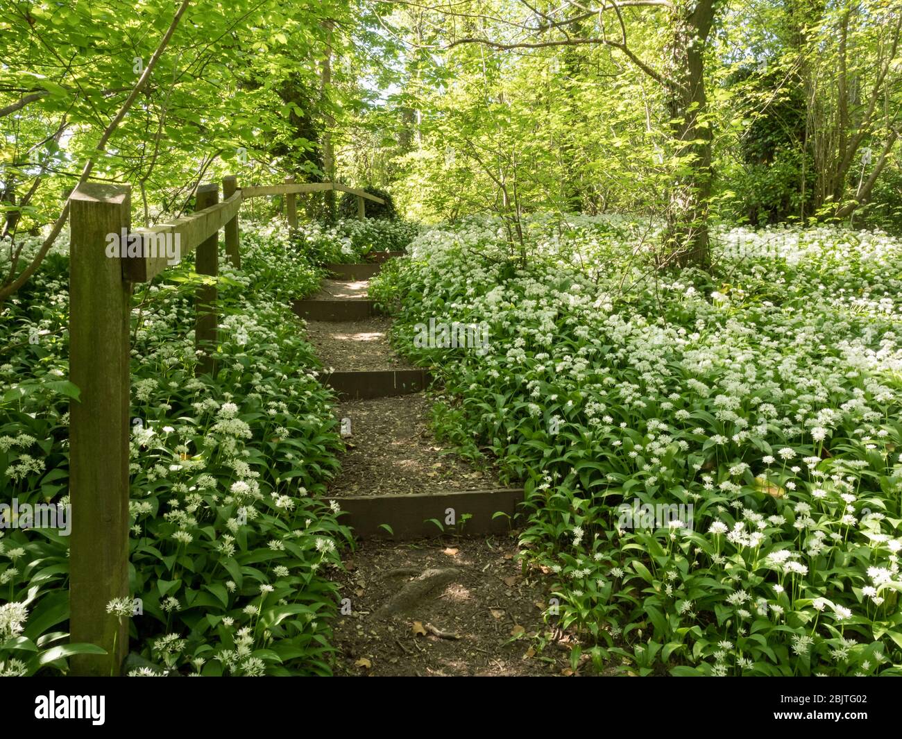 Footpath steps and a post and rail fencing handrail through wild ...