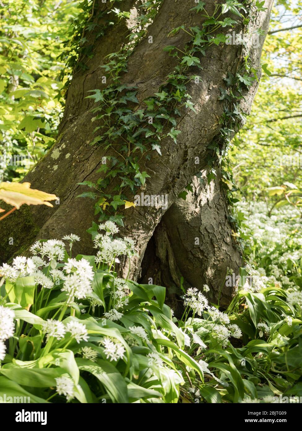 Close up of a woodland tree foot surrounded with wild garlic in bloom ...