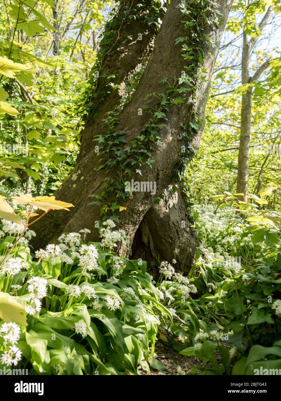 Garlic tree hi-res stock photography and images - Alamy