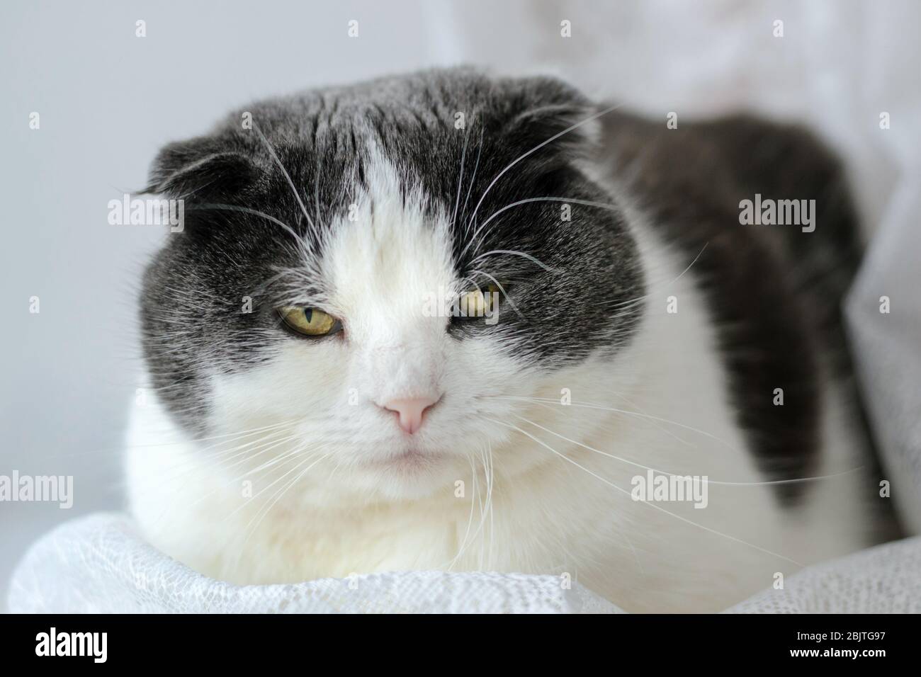Serious cat sitting on a windowsill with a clever face Stock Photo - Alamy