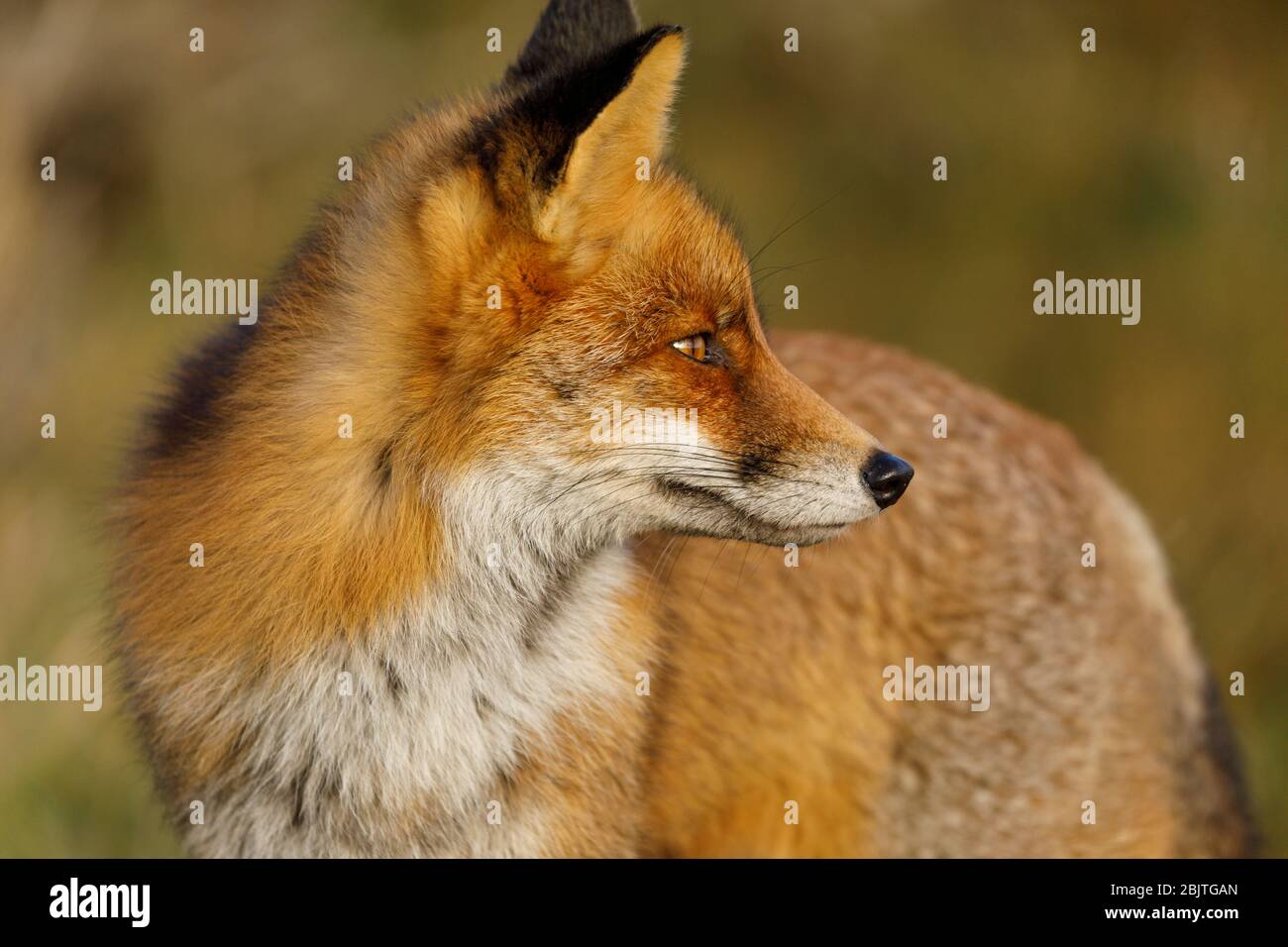European red fox (Vulpes Vulpes)/ Netherlands. Europe Stock Photo - Alamy