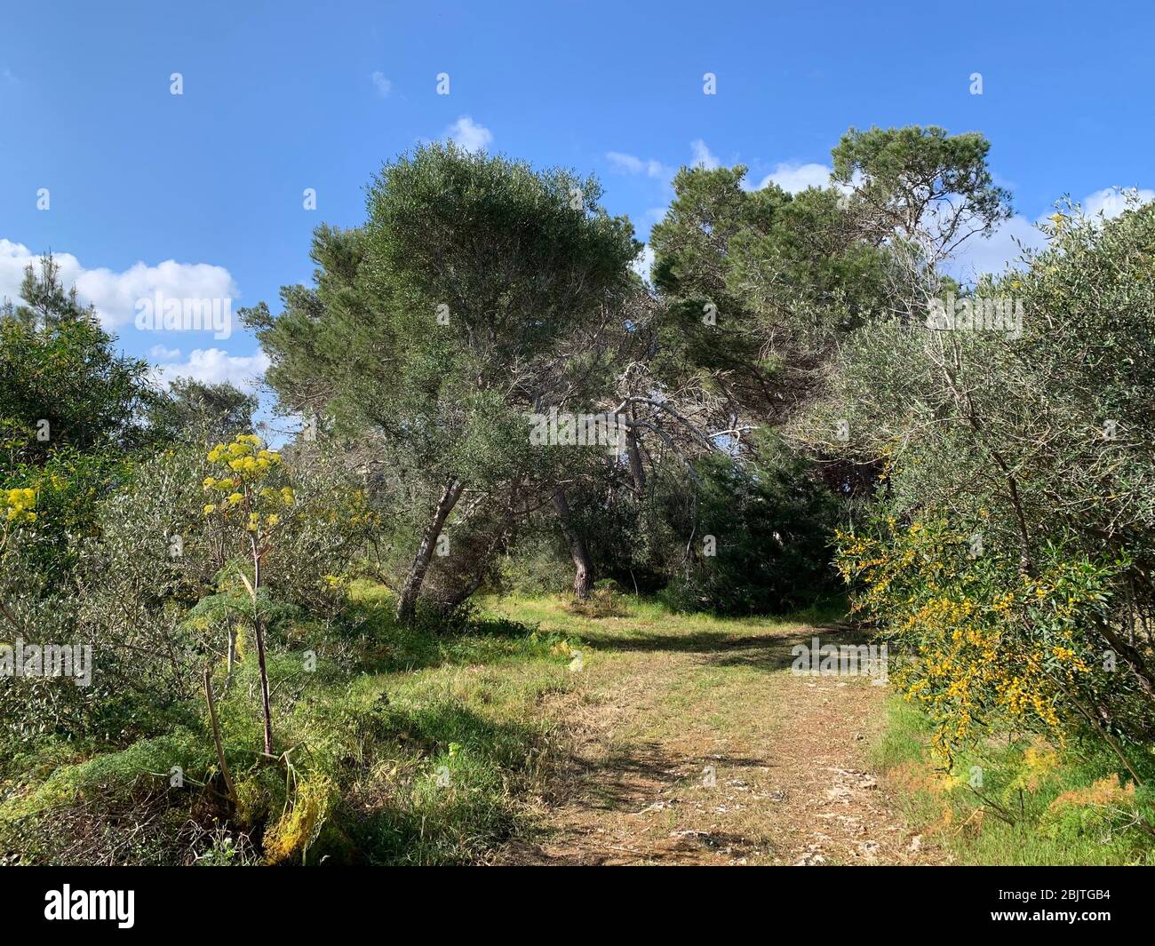 Yellow Flowers in Manikata Woodlands in Malta Stock Photo - Alamy