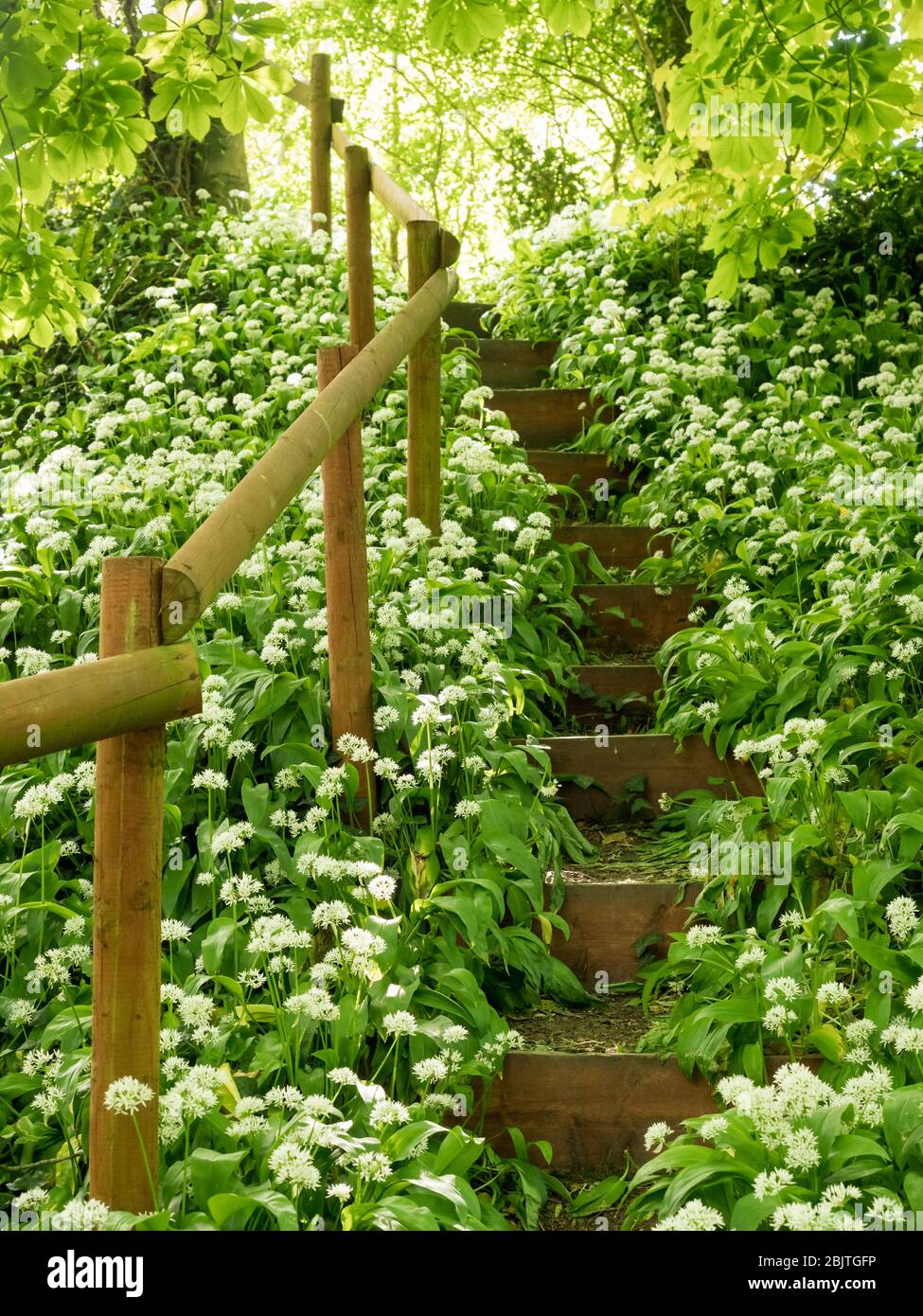 Footpath steps and a post and rail fencing handrail through wild ...