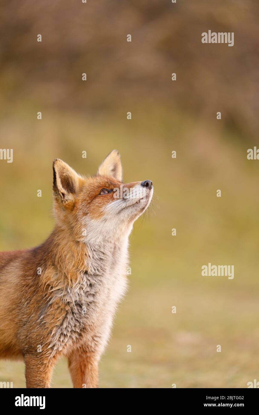 European red fox (Vulpes Vulpes)/ Netherlands. Europe Stock Photo - Alamy