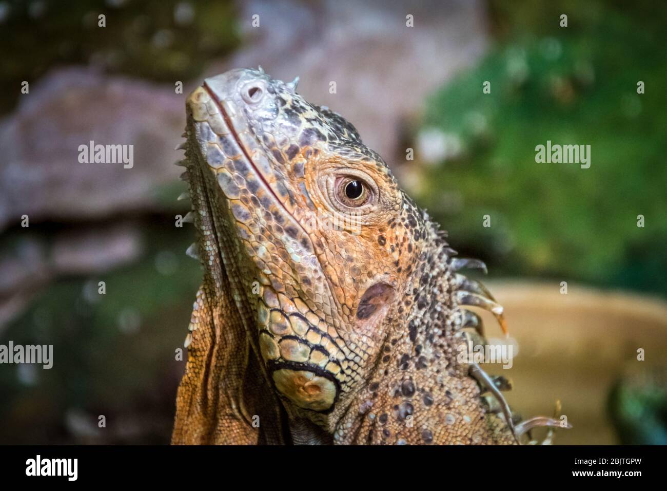 Colourful exotic iguana is posing with raised head and staring Stock ...
