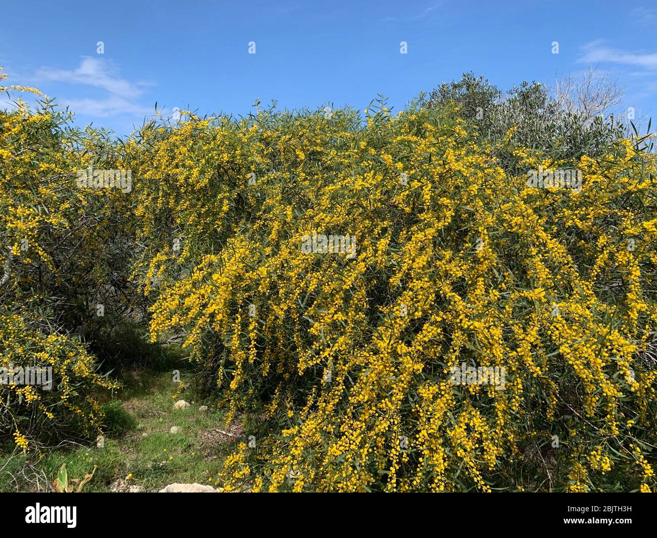 Yellow Flowers in Manikata Woodlands in Malta Stock Photo - Alamy