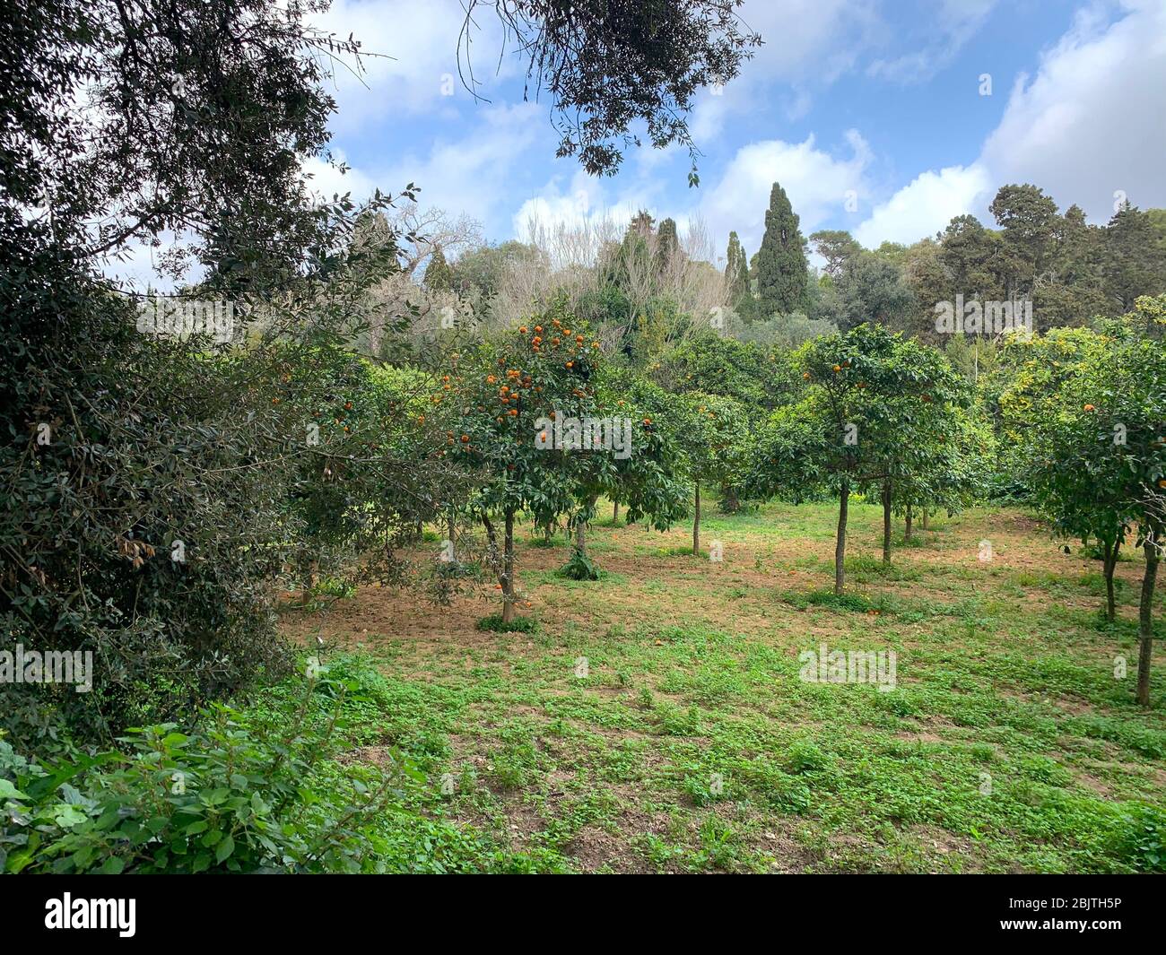 Buskett gardens hi-res stock photography and images - Alamy