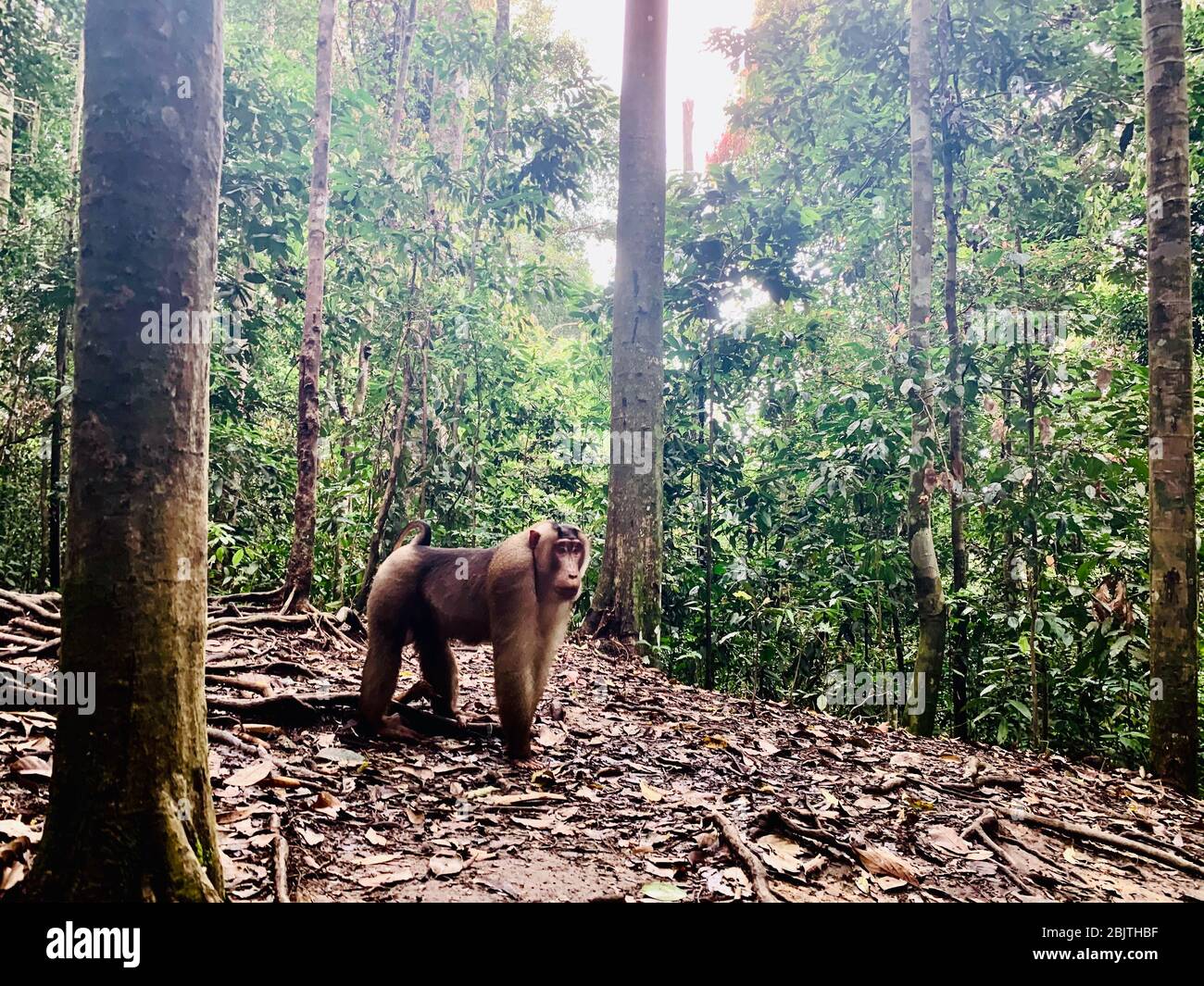 Tropical heritage rainforest of sumatra hi-res stock photography and ...