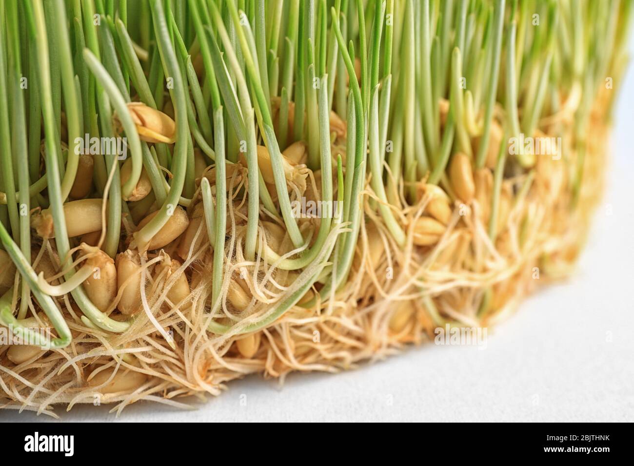 Sprouted wheat grass seeds, closeup Stock Photo - Alamy