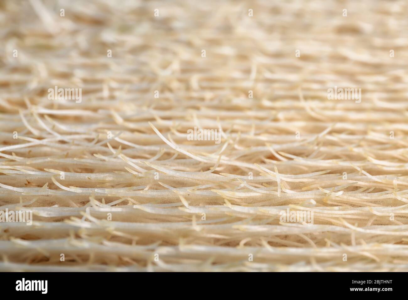 Wheat plant roots hi-res stock photography and images - Alamy