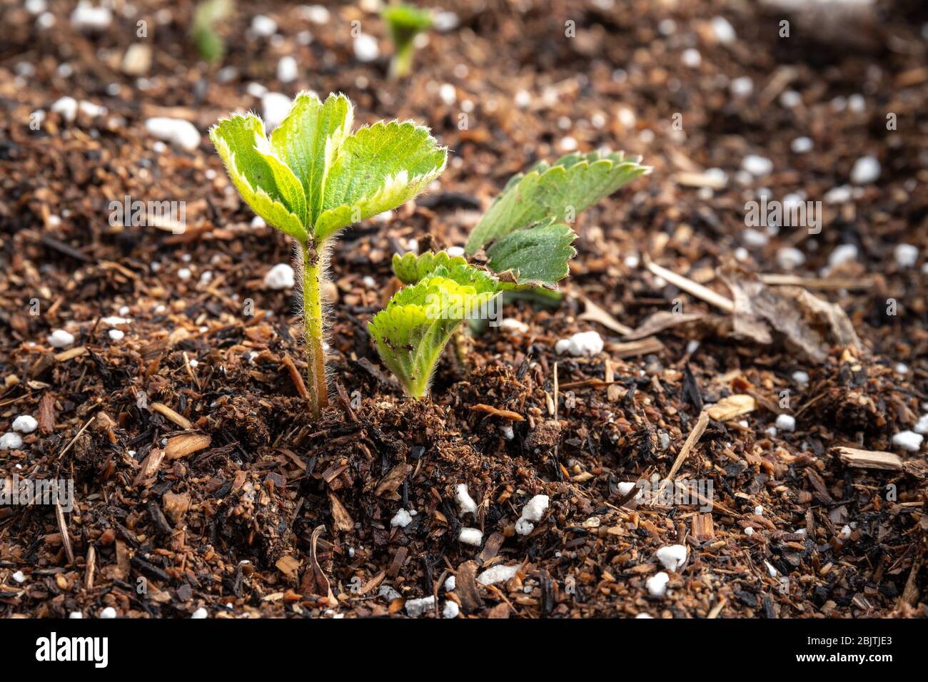 Growing in soil hi-res stock photography and images - Alamy