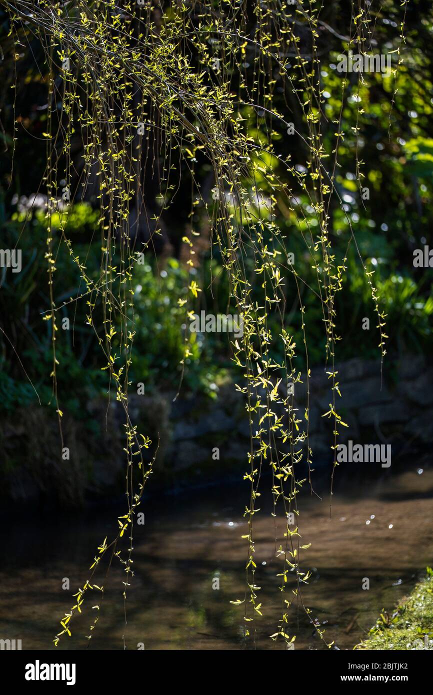Drooping branches hi-res stock photography and images - Alamy