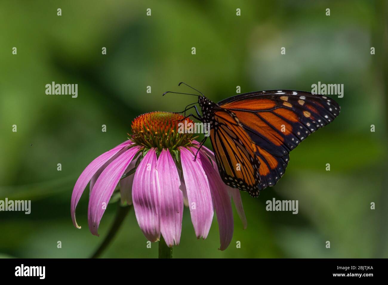 Monarch Butterfly feeding on a purple coneflower in a backyard garden ...
