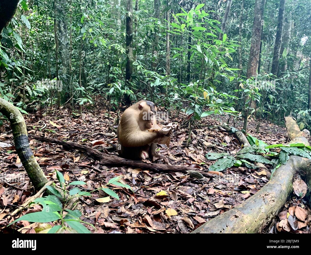 Baboon in Bukit Lawag National Park in Sumatra, Indonesia Stock Photo ...