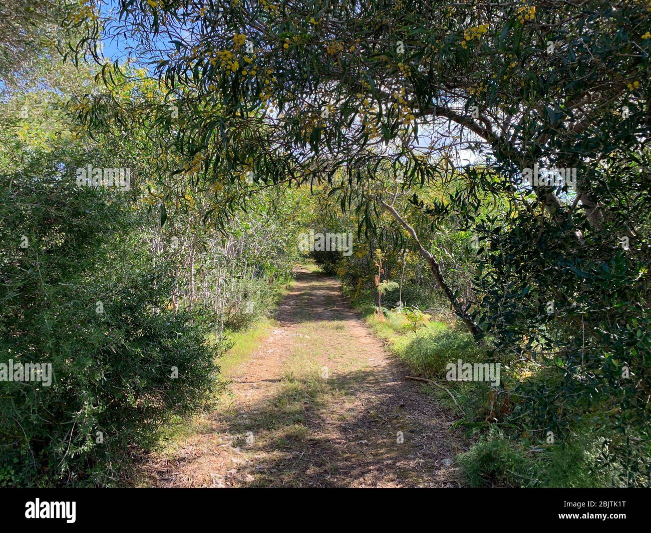 Yellow Flowers in Manikata Woodlands in Malta Stock Photo - Alamy