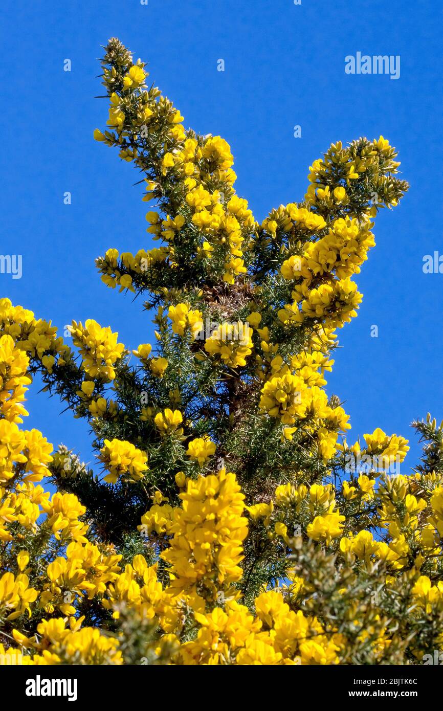 Gorse close up hi-res stock photography and images - Alamy
