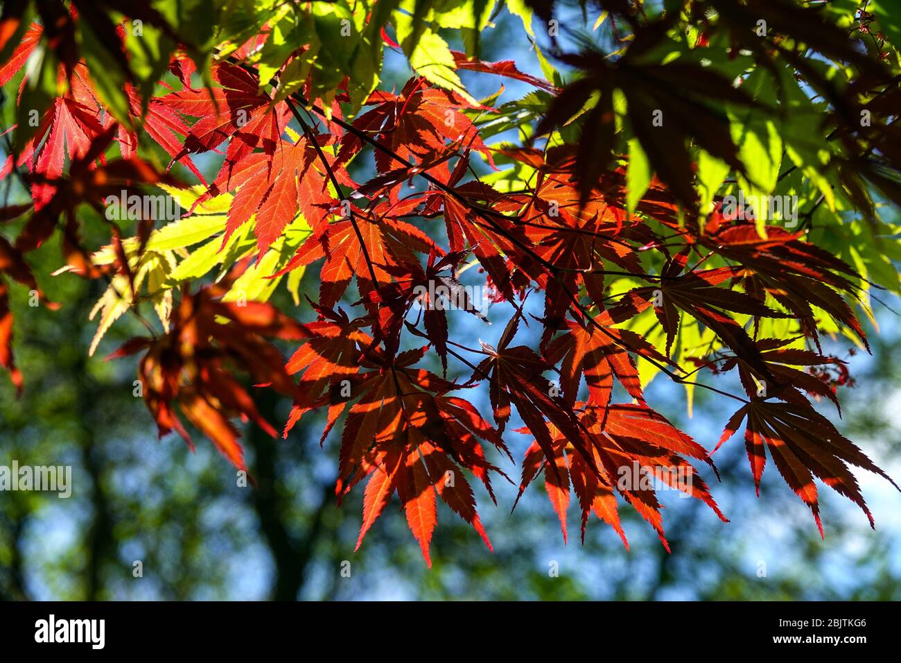 Japanese Maple Acer palmatum 'Tama Hime' tree branch Stock Photo - Alamy